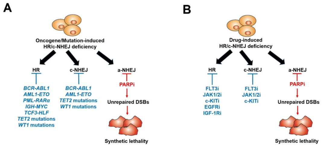 PARP抑制剂耐药机制以及解决耐药性方法 - 知乎