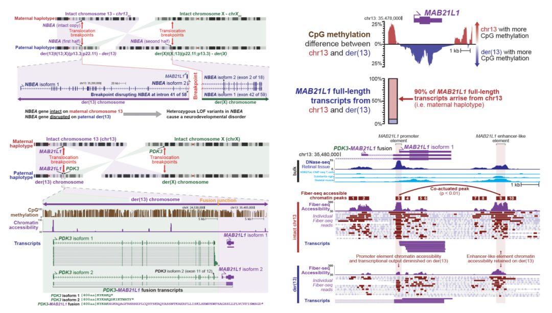 贝瑞基因解密：解锁人类基因组奥秘的“超级钥匙”——Fiber-seq - 知乎