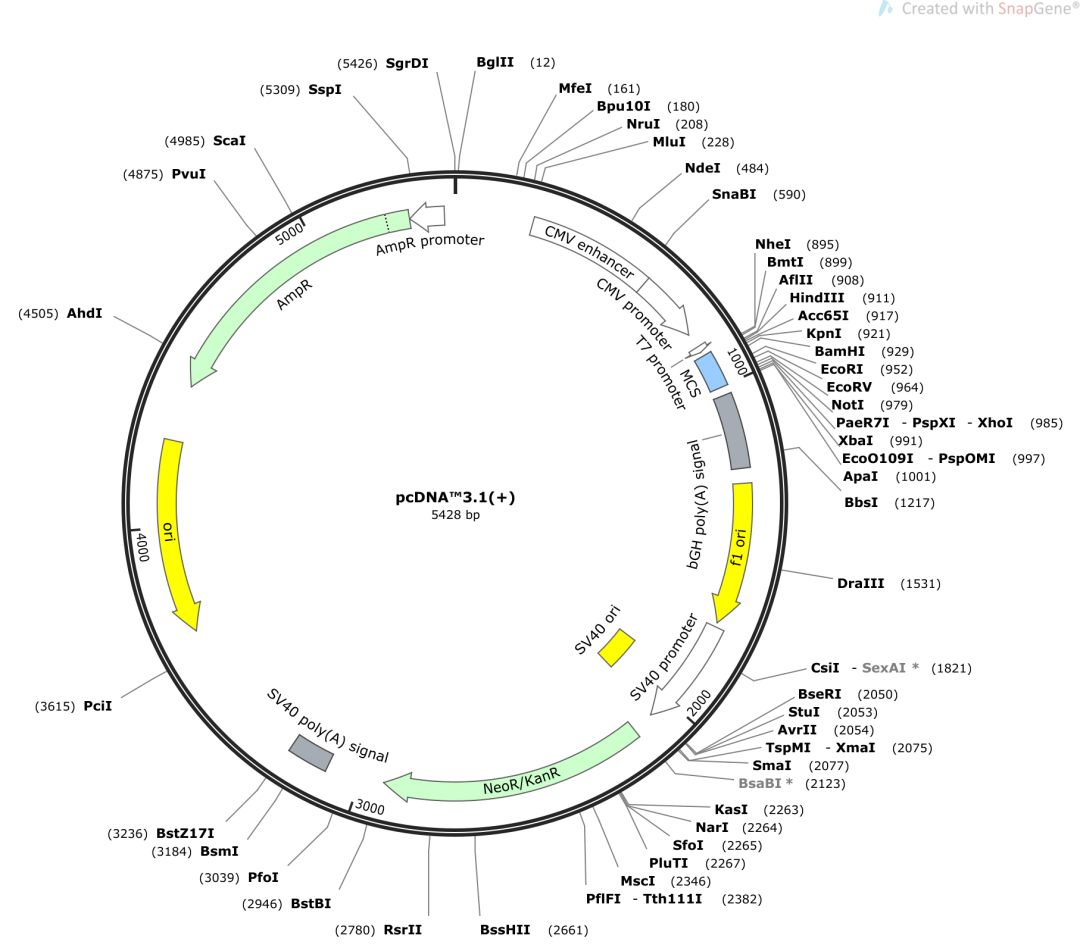 蛋白表达系统之哺乳动物细胞表达系统 - 知乎