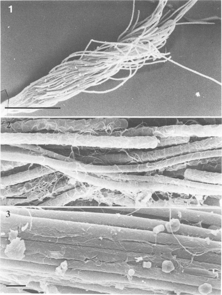 Trichodesmium束毛藻属 - 知乎