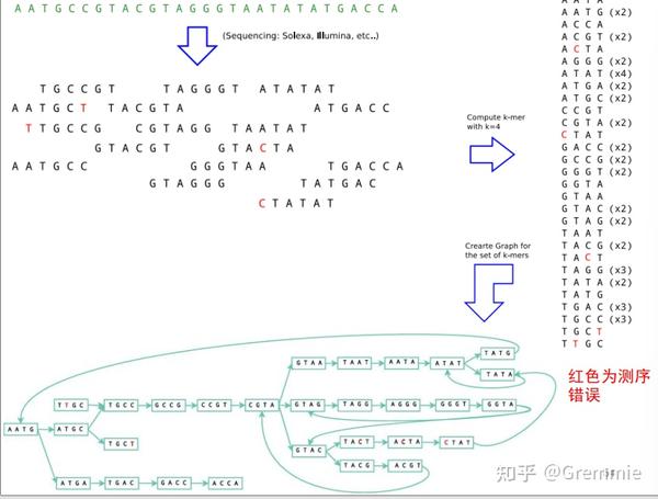 基因组装的概念/算法(OLC,K-mer)详解 - 知乎