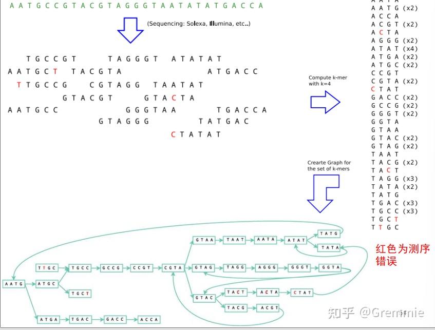 基因组装的概念/算法(OLC,K-mer)详解 - 知乎