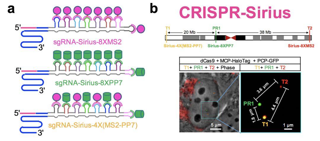 Nature Methods丨马涵慧组等开发出高灵敏CRISPR-Sirius染色体活细胞成像方法 - 知乎