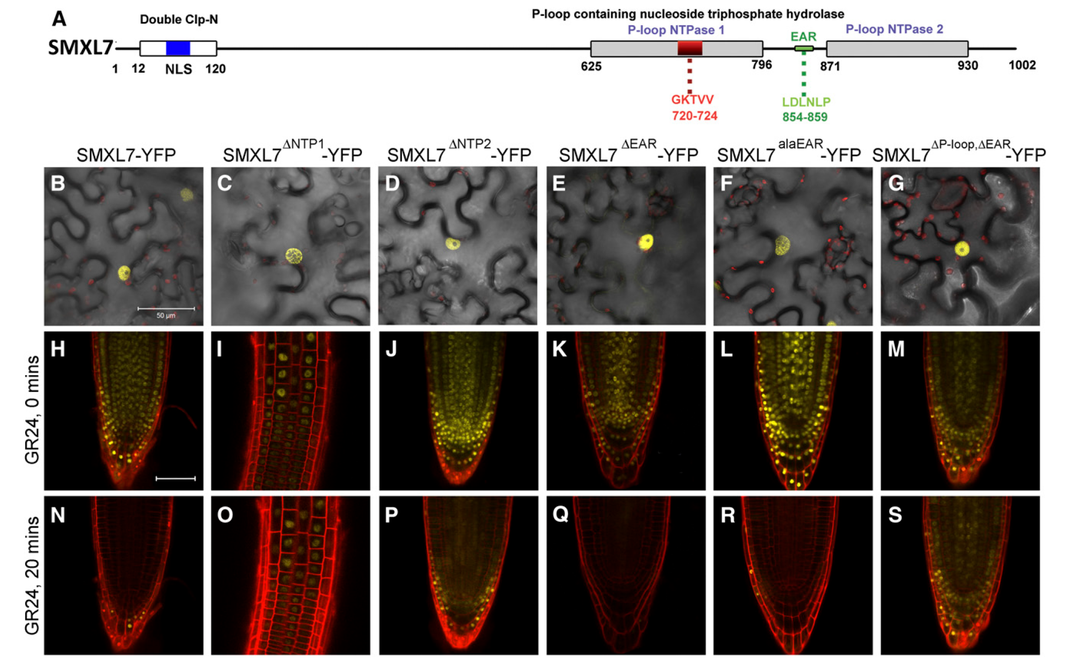 荧光蛋白的升级用法 - 知乎