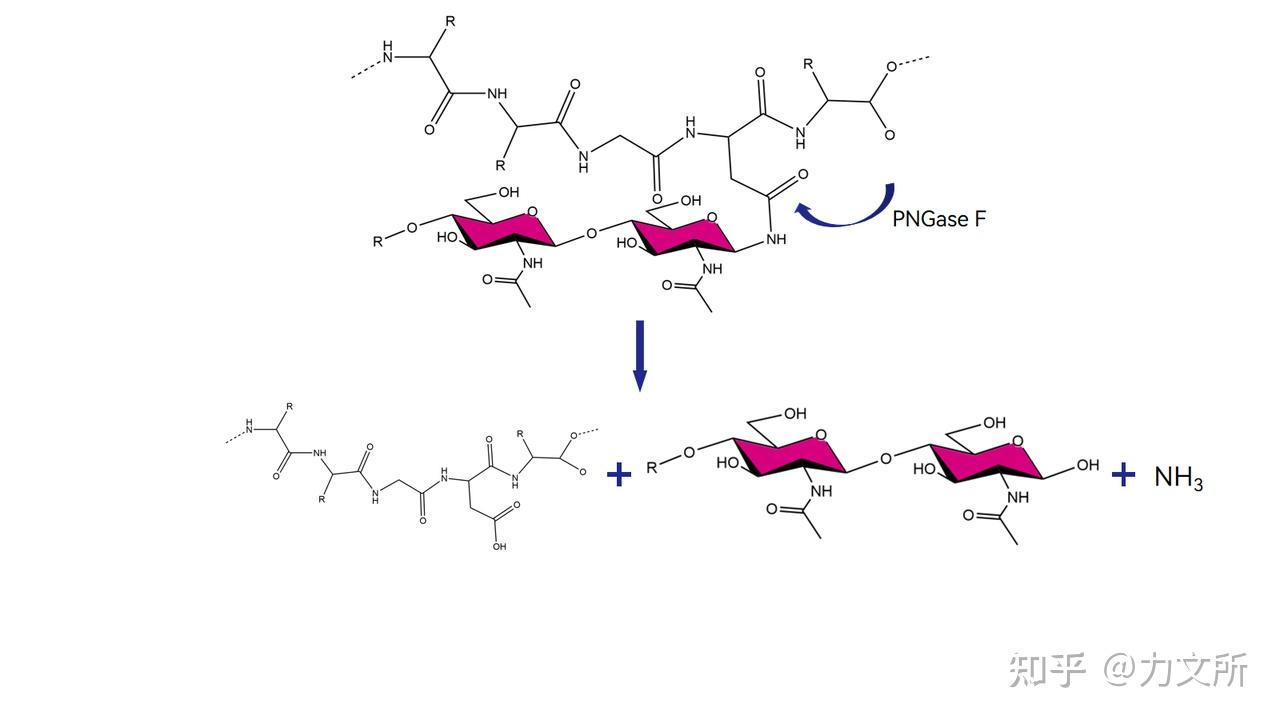 干货！全面解读PNGase F：从原理到应用，一文掌握（上） - 知乎