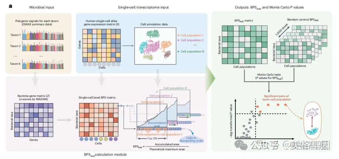 单细胞转录组学×微生物GWAS：双剑合璧，揭示肠道菌群与宿主细胞的隐秘对话 - 知乎