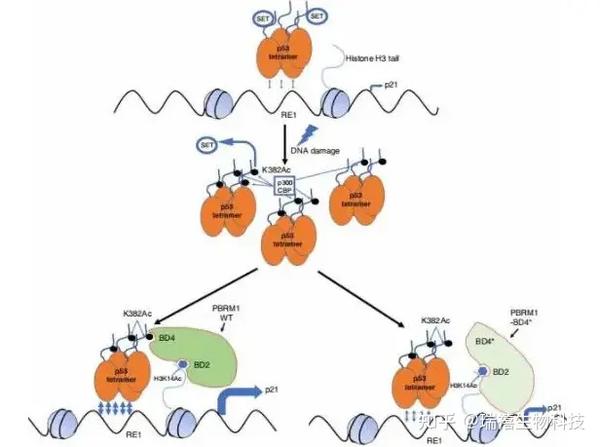 多肽GE11-FITC/BSA/HSA/HB/Mal/COOH/NHS/NH2/SH/DBCO/PTX/DTX/DOX/CUR的研究 - 知乎