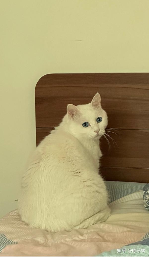 双十一如何挑猫粮-一起学会看猫粮成分表 - 知乎