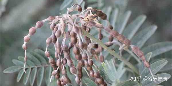 肠道重要菌属——颤螺菌属 （Oscillospira），它为什么如此神秘？ - 知乎