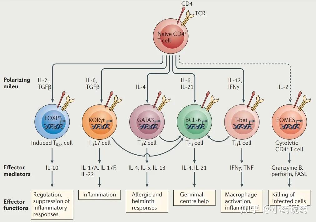 CD4+T细胞在病毒免疫中的作用 - 知乎