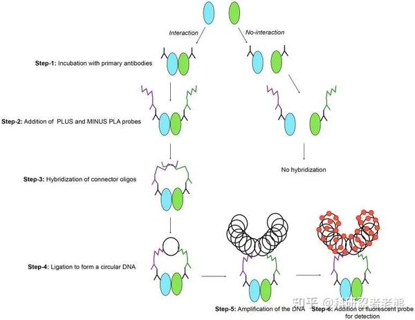 讲讲PLA技术的图怎么看——可视化蛋白相互作用 - 知乎
