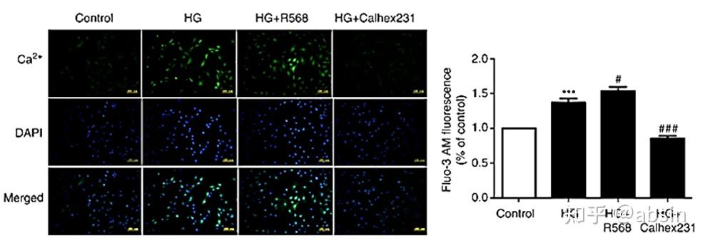 细胞活性研究常用荧光探针大全 - 知乎