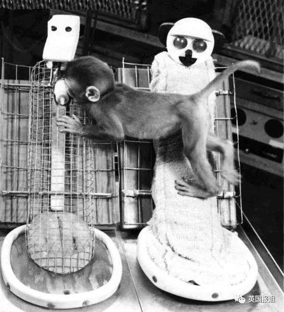 最残忍动物实验：夺走母爱、长期囚禁，只因想看孤儿小猴有多惨？ - 知乎