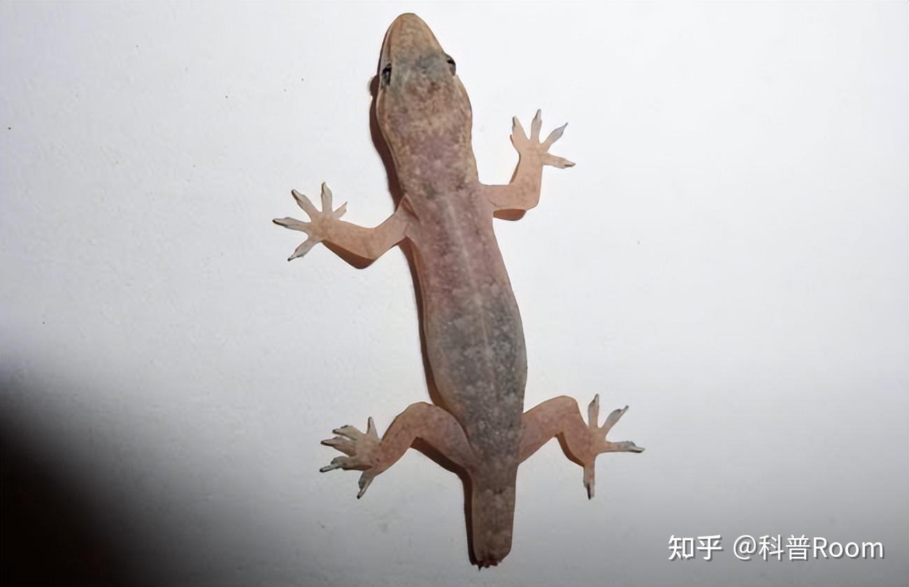 神奇的壁虎来历揭秘！怎么说都不杀的家壁虎到底是什么？ - 知乎