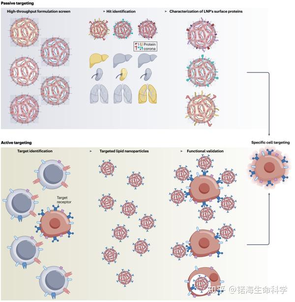 探索mRNA-LNPs: 制备与作用过程全解析 - 知乎