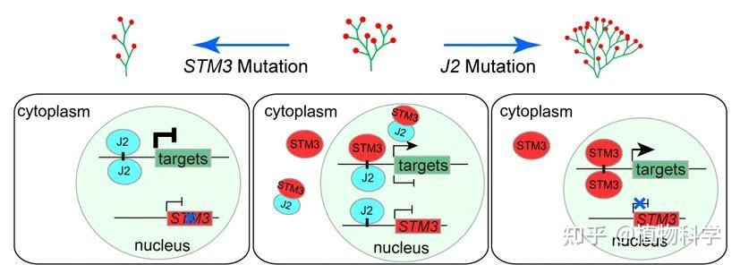Plant Cell | 中国农业科学院蔬菜花卉研究所揭示番茄STM3-J2复合体拮抗调控花序分枝数的分子机制 - 知乎