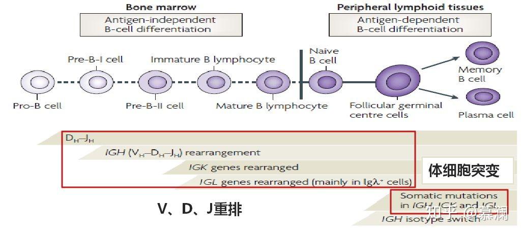 IGHV检测，你以为只有慢淋患者需要做？ - 知乎