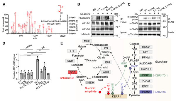 Cell Chemical Biology丨KEAP1 传感器赖氨酸的琥珀酰化促进 NRF2 激活 - 知乎