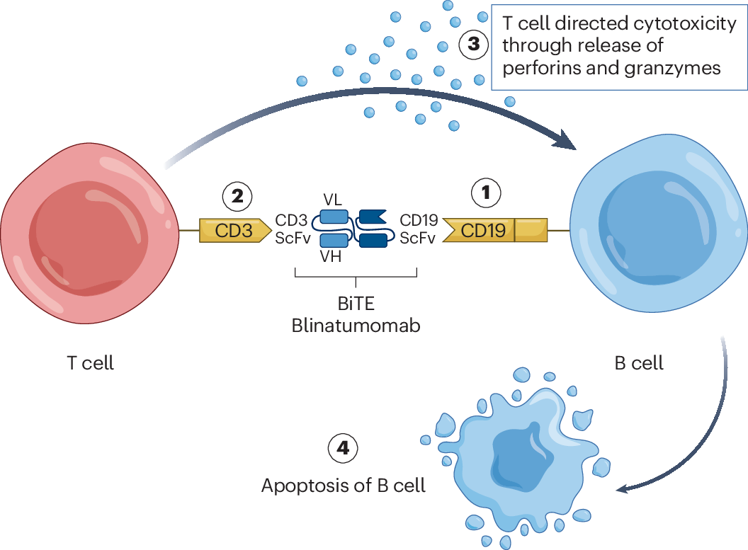 CD3/CD19/BCMA 从肿瘤免疫到自身免疫性疾病的多面利器 - 知乎