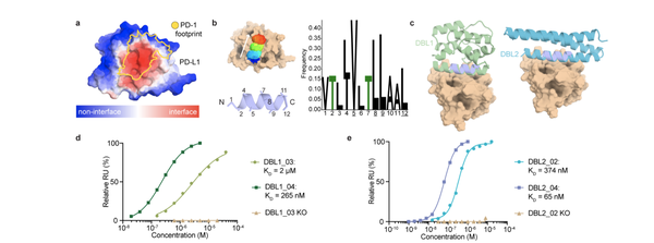 基于MaSIF的de novo binder设计方法 - 知乎