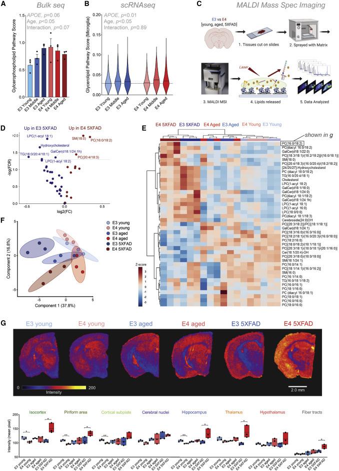 Cell Report | 应用时空组学联合揭示APOE在调节小胶质免疫代谢中的核心作用 - 知乎