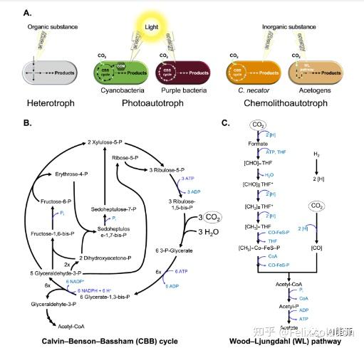 Nature最新论文：微生物固碳先进技术 - 知乎