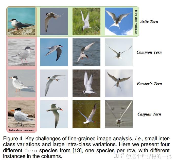 Fine-Grained Image Classification - 知乎