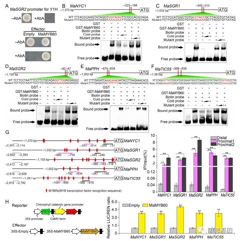 【PLANT CELL】由MaBAH1介导的蛋白酶体降解，可抑制香蕉种高温诱导的叶绿素的分解和果实的成熟 - 知乎