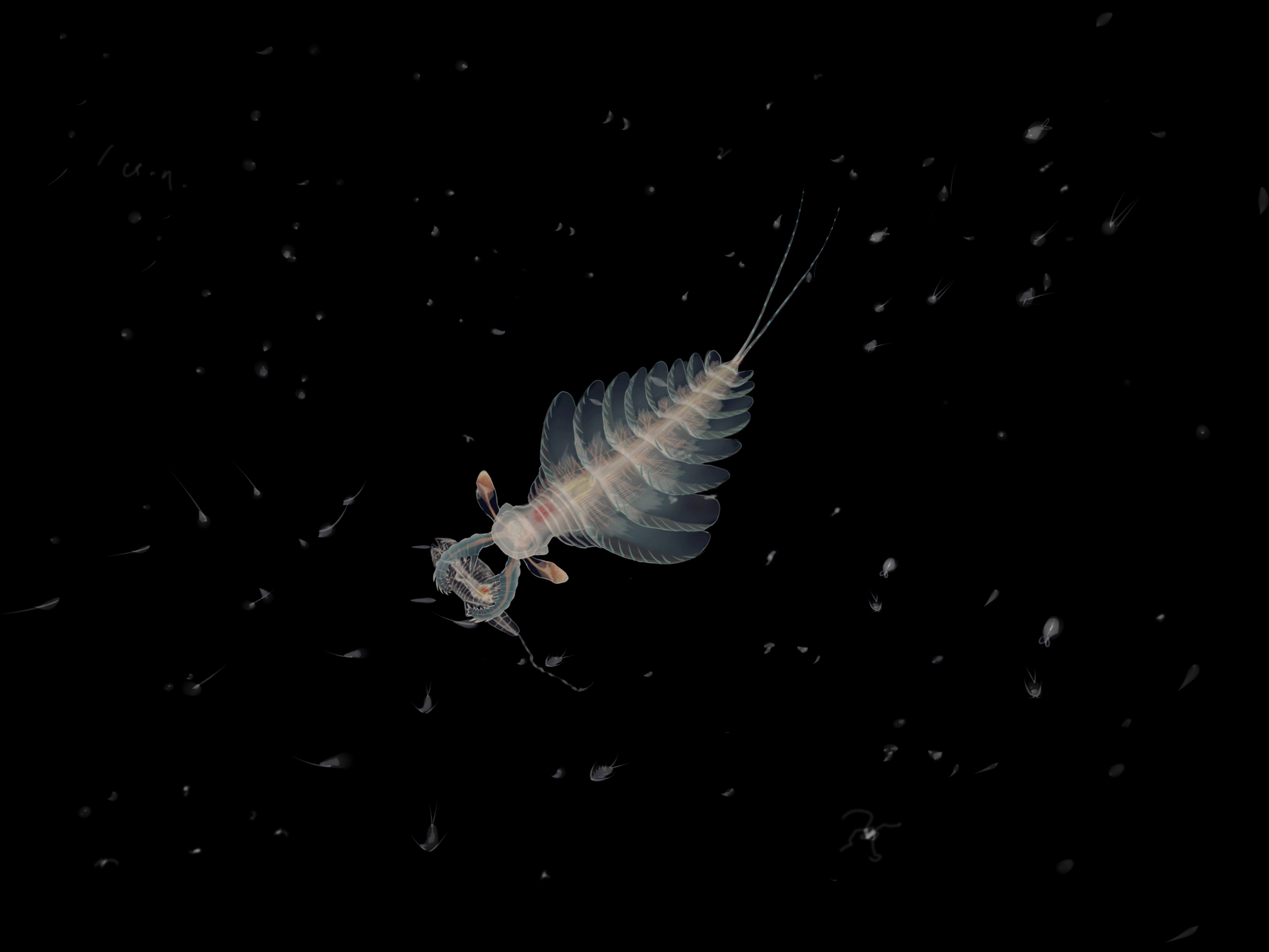 【黑水古生物】正在捕食古虫的里拉琴虫（最详细的奇虾结构介绍？） - 知乎