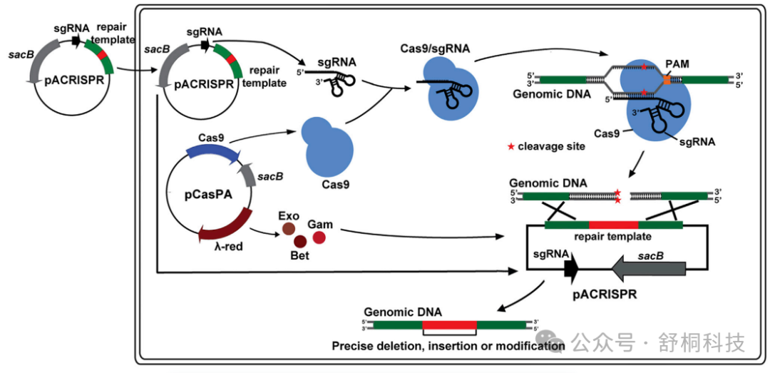 λ-Red介导的铜绿假单胞菌CRISPR/Cas9基因编辑系统 - 知乎
