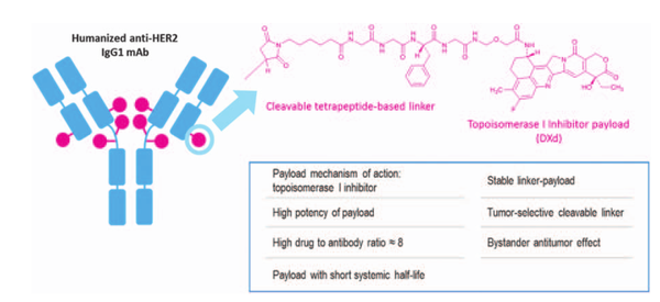 回顾“神药T-DXd（DS-8201）”的研发历程 - 知乎