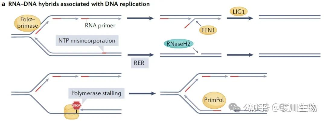 万字综述：R-Loops和RNA-DNA杂合片段的起源、机制及生物学意义 - 知乎
