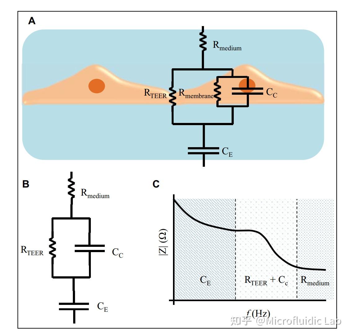 微流控跨膜细胞阻抗（TEER）分析平台 - 知乎