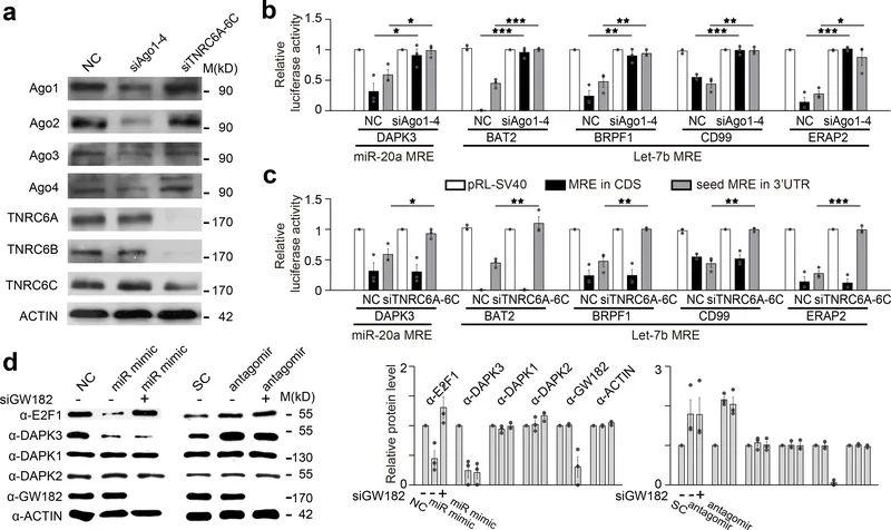 miRNA靶点位于mRNA CDS区的研究 - 知乎
