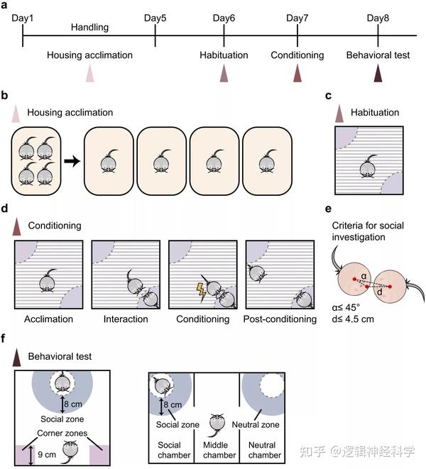 Neurosci Bull︱条件性社交恐惧模型: 在小鼠中诱导强烈且特异的社交恐惧 - 知乎
