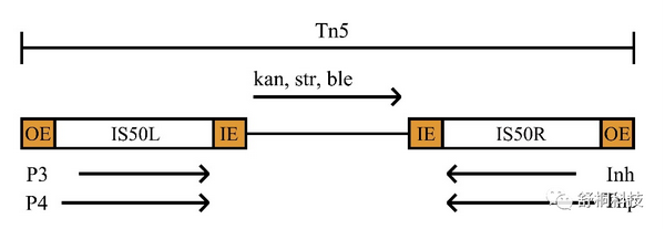 Tn5丨转座现象如何应用于文库构建 - 知乎
