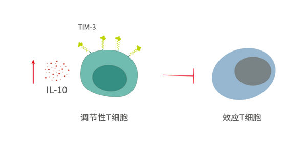 TIM-3靶点科普_机制原理&研究进展 - 知乎