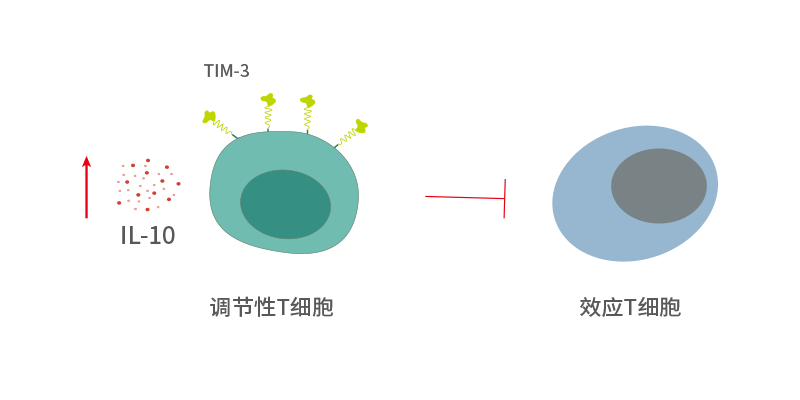 TIM-3靶点科普_机制原理&研究进展 - 知乎