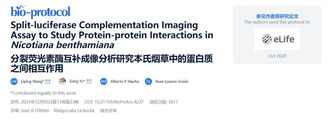 分裂荧光素酶互补成像研究本氏烟草中的蛋白质互作 - 知乎