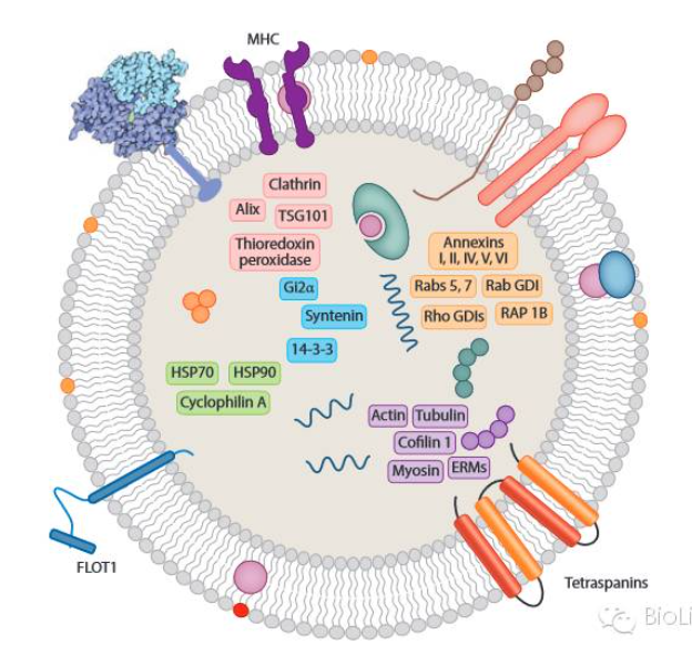 【外泌体系列一】什么是外泌体？ - 知乎