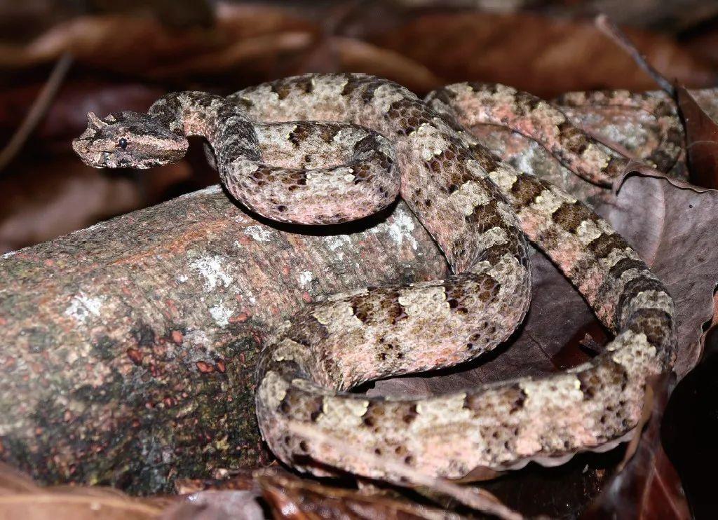 它在你面前，你却不认识？| 认识毒蛇，远离危险 - 知乎