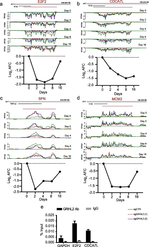 Cell Commun Signal｜ChIP-seq和Bru-seq揭示转录因子GRHL2在管腔型乳腺癌中的调控网络 - 知乎