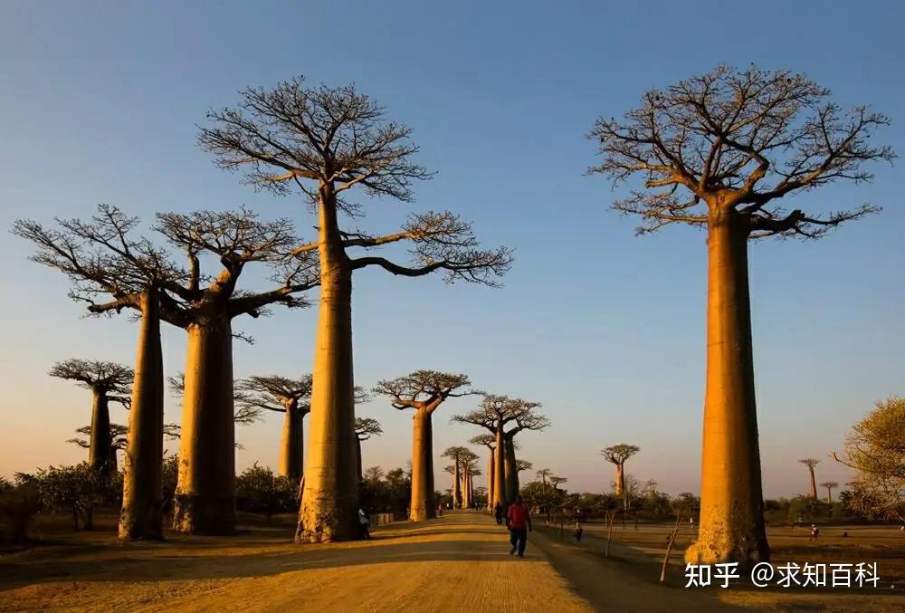 能吃能喝又能住，寿命长达5000年的猴面包树，引进中国却大变样 - 知乎