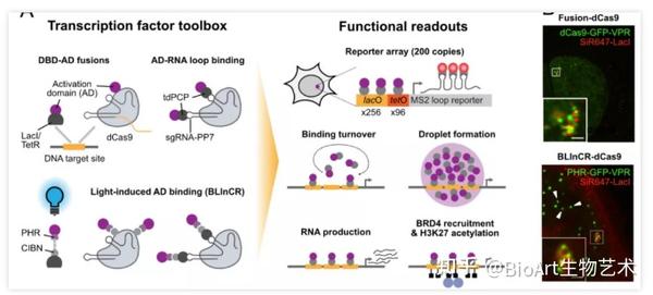学术争鸣 | 转录激活不依赖于相分离 - 知乎