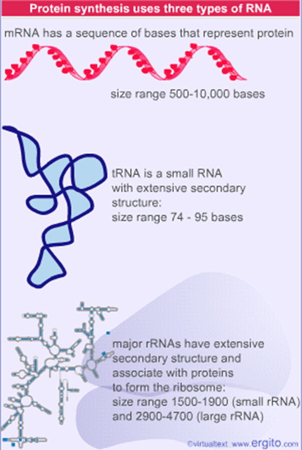 分子生物学整理|蛋白质笔记（五）三种RNA - 知乎