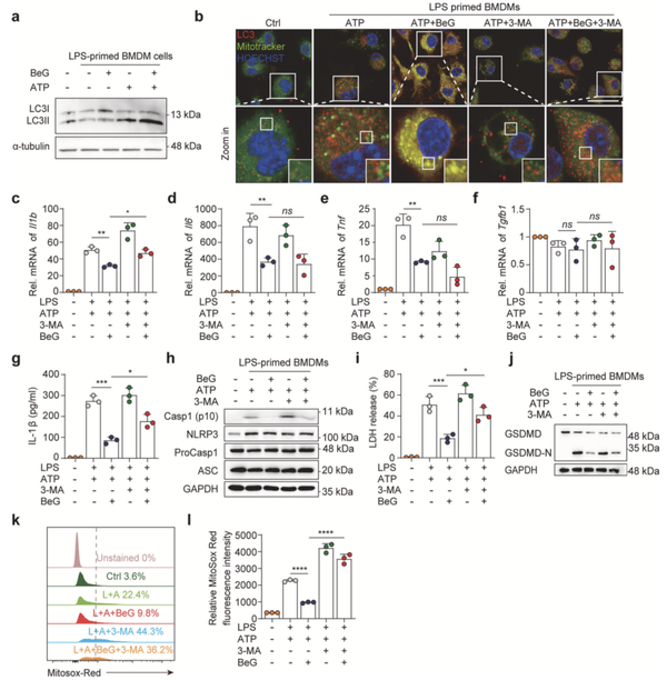 药理学报丨Bergapten 通过促进线粒体自噬抑制 NLRP3 炎症小体激活和细胞焦亡 - 知乎