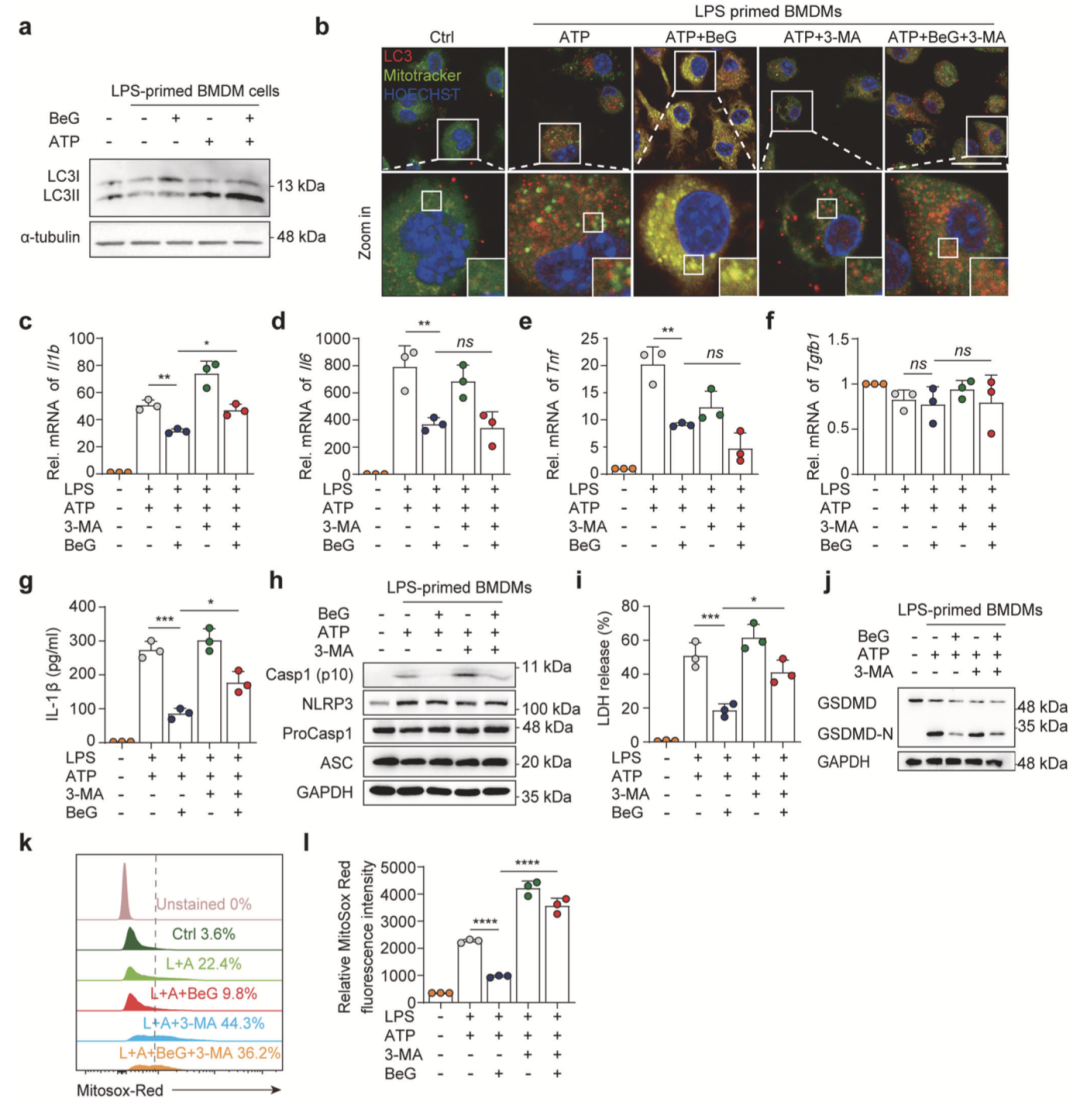 药理学报丨Bergapten 通过促进线粒体自噬抑制 NLRP3 炎症小体激活和细胞焦亡 - 知乎