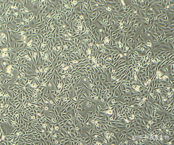 细胞学堂|详细介绍CHO、CHO-K1细胞 - 知乎