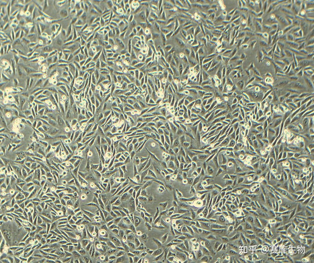 细胞学堂|详细介绍CHO、CHO-K1细胞 - 知乎