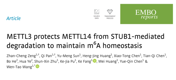 EMBO Rep︱中山大学王文涛（陈月琴团队）揭秘METTL14蛋白代谢及RNA m6A细胞内稳态新机制 - 知乎